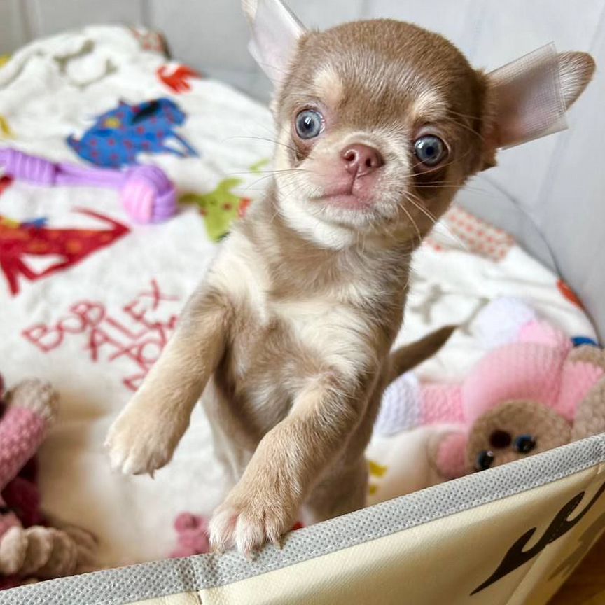 Чихуахуа, щенок