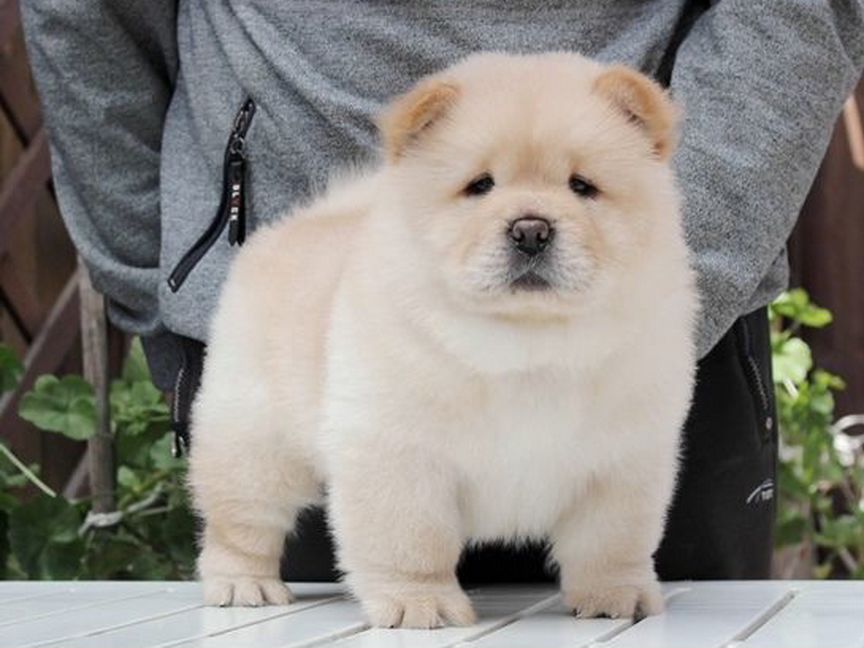 Мальчик чау-чау крем