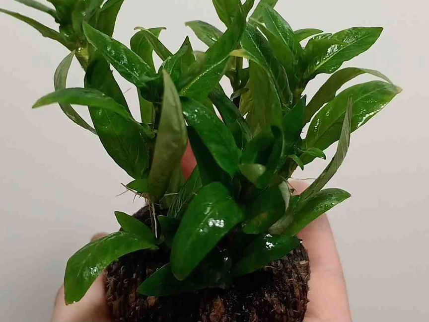 Стаурогин ползучий на питательной кочке