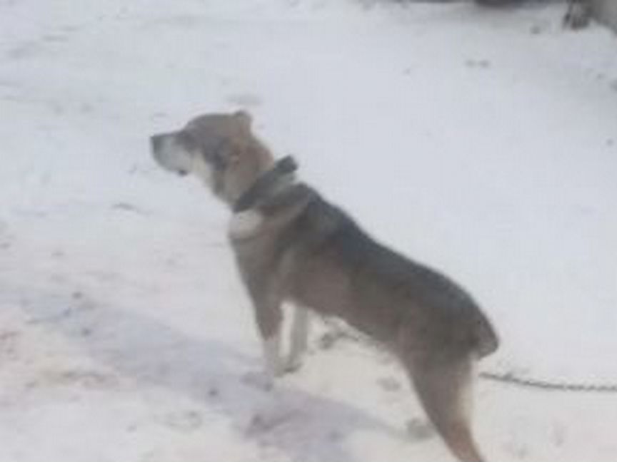 Пес двортерьер