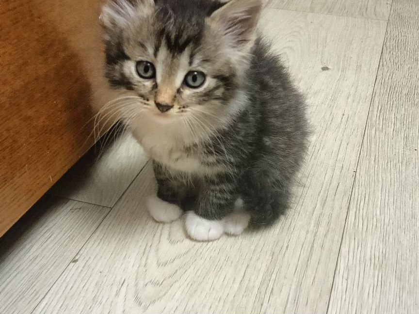 Котенок Василий