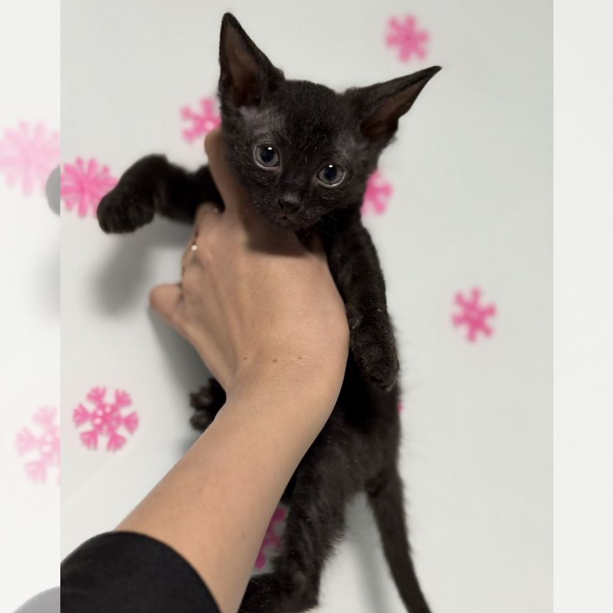 Донской сфинкс котёнок