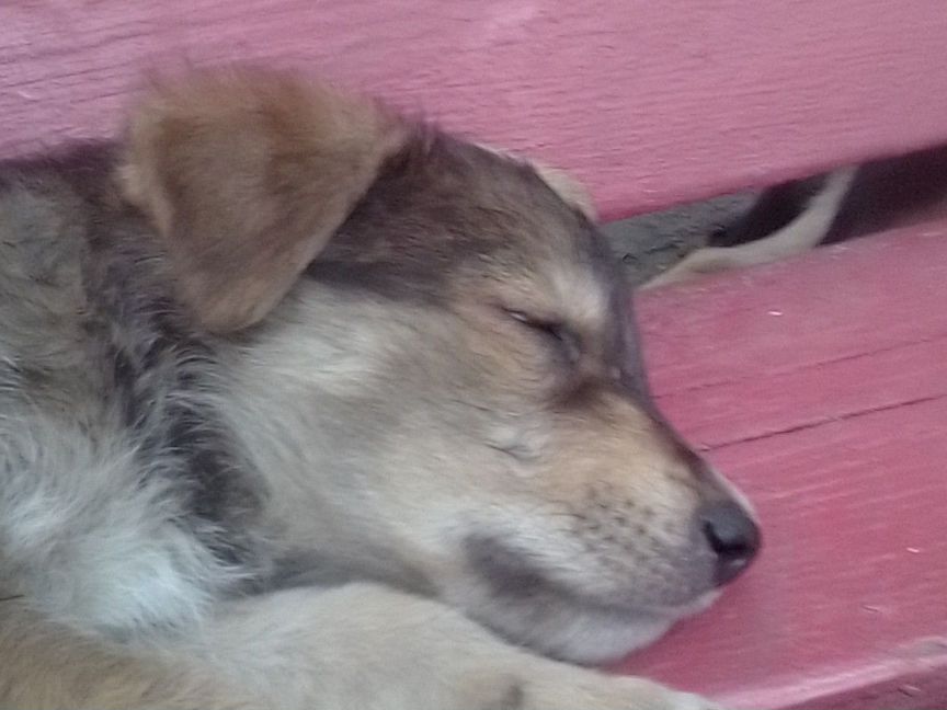 Щенок в добрые руки