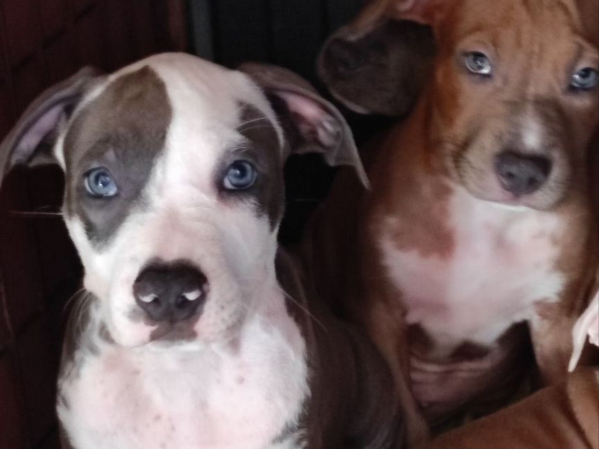 Стаффордширский терьер мальчик и девочка