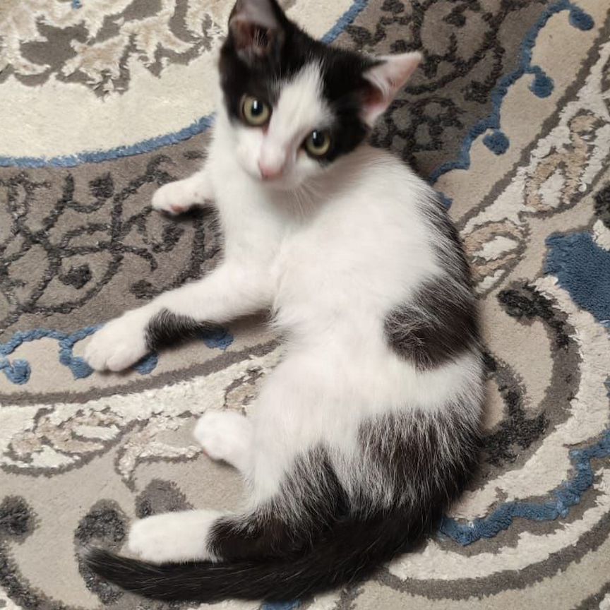 Яванский котёнок