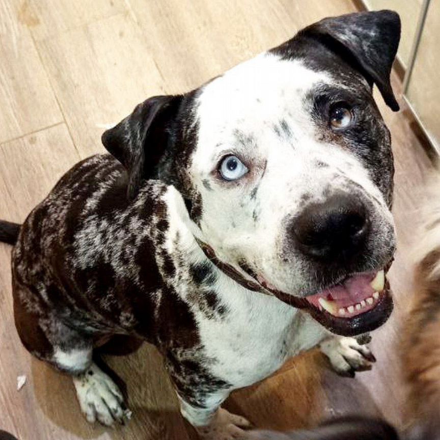 Американский питбультерьер, взрослый пёс