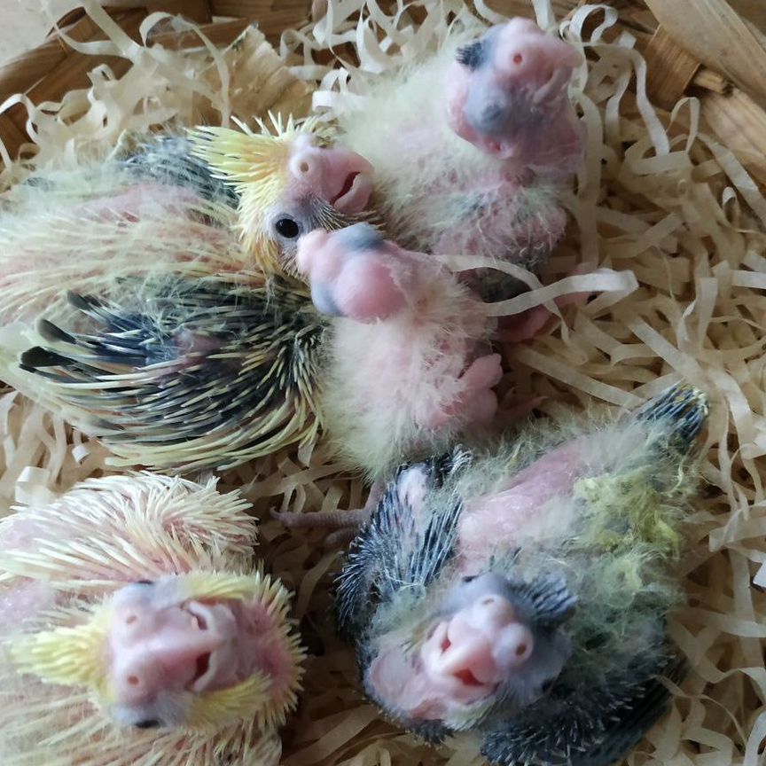 Корелла птенцы из гнезда