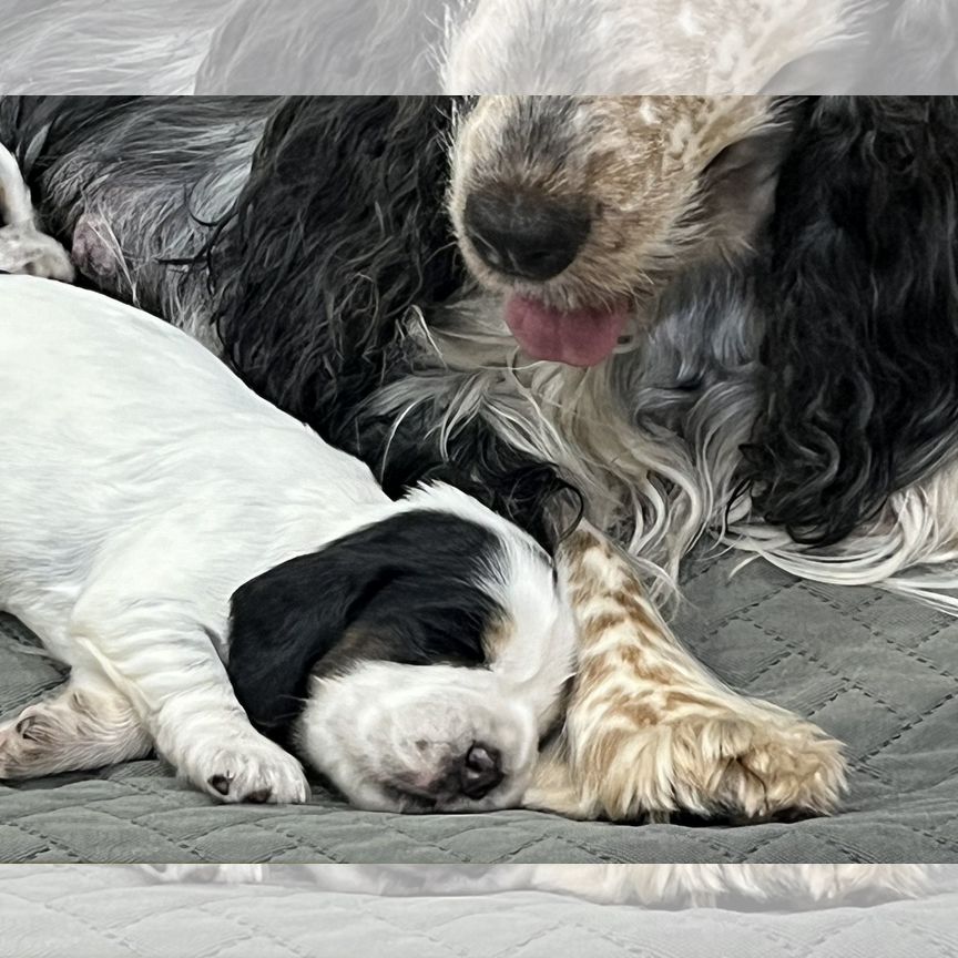 Английский кокер спаниель (кобели) РКФ