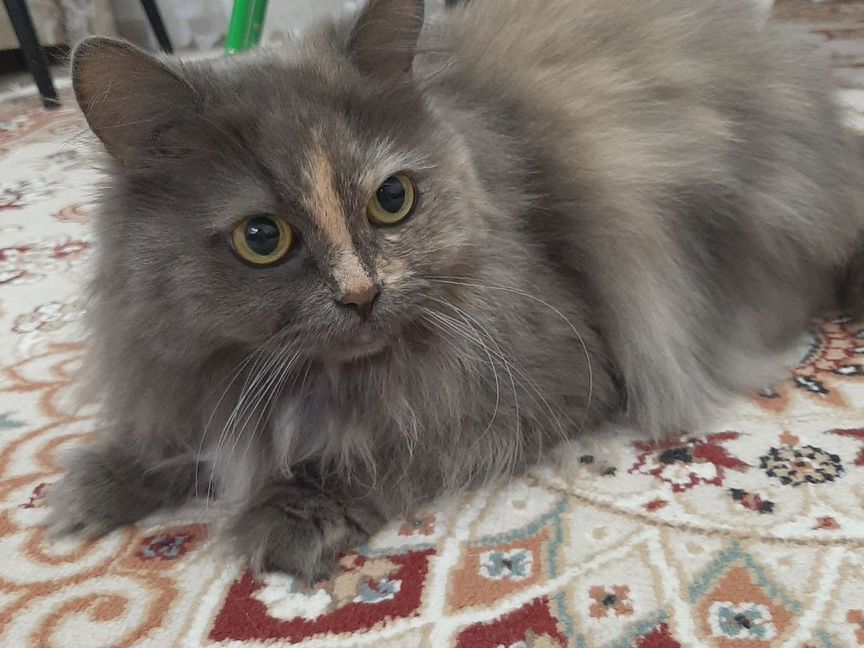 Кошка в добрые руки