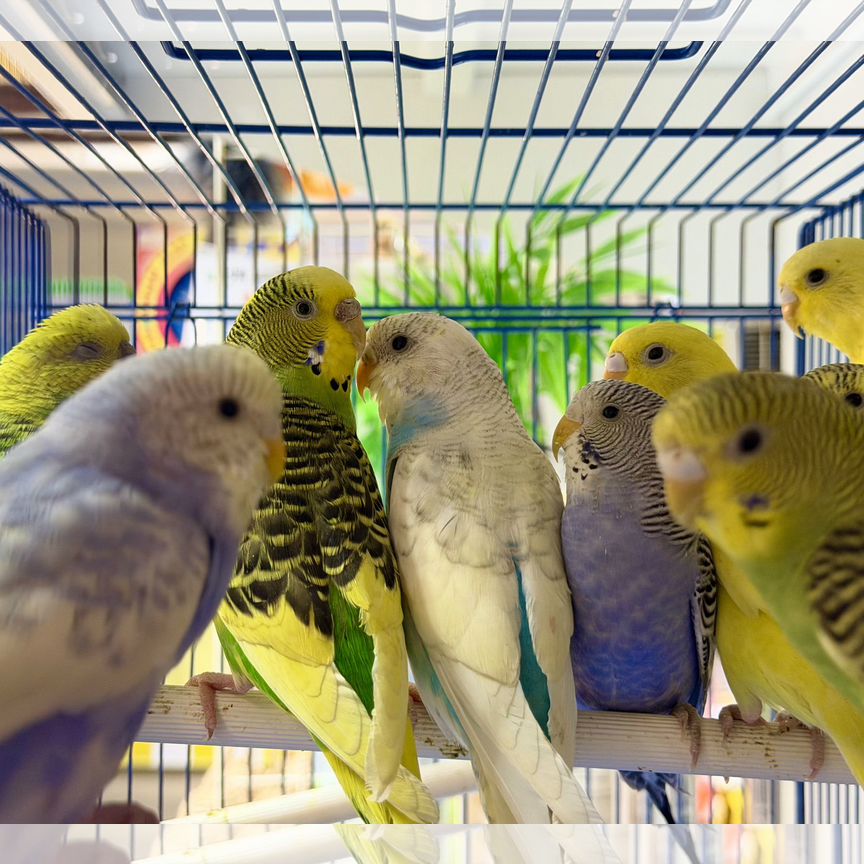 Продажа попугаев волнистых