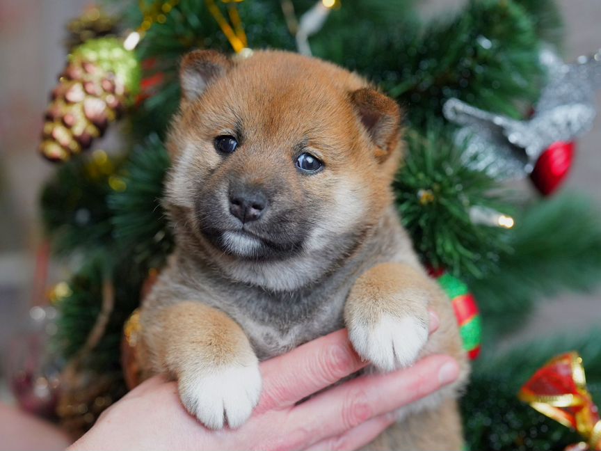 Девочка сиба ину