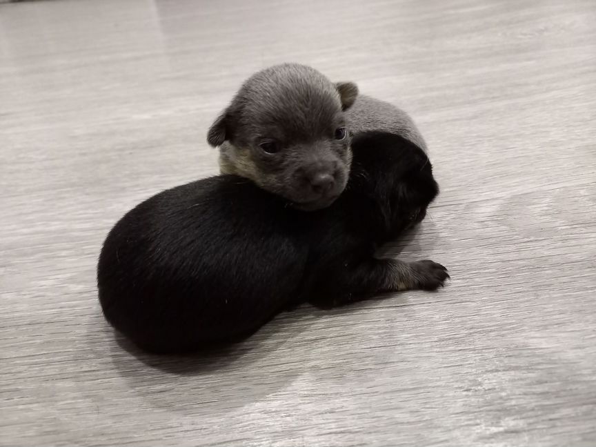 Той-терьер щенки