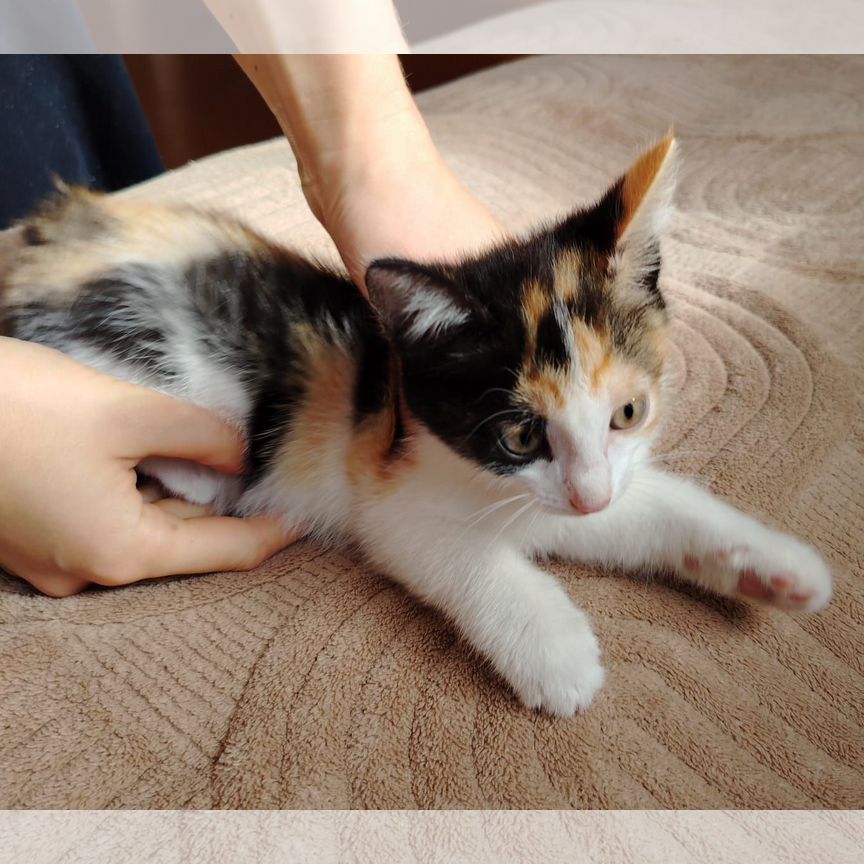 Отдам котёнка, девочку. 2 месяца