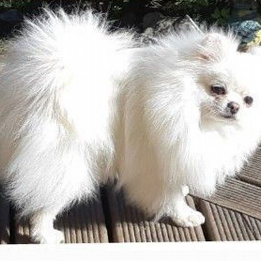 Померанский шпиц