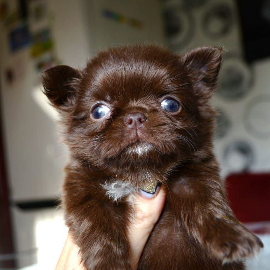 Чихуахуа красотка шоколад