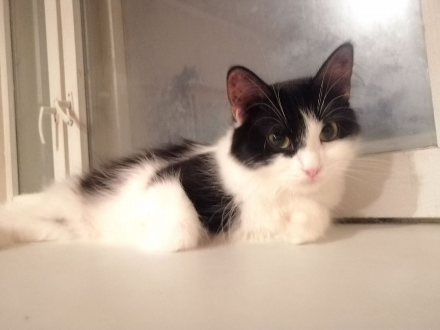 Спящая кошечка Морковка ищет новый дом