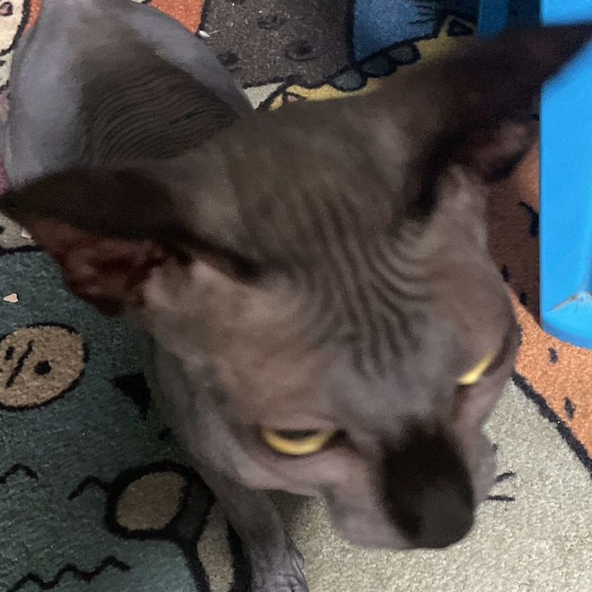 Канадский сфинкс кошка