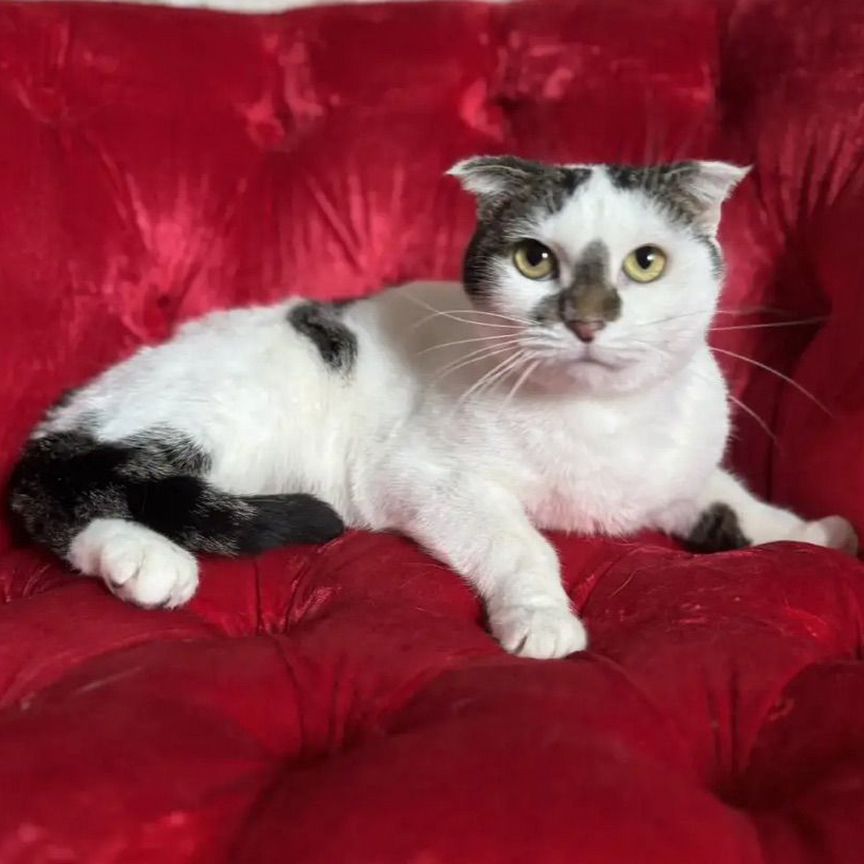 Шотландская вислоухая короткошёрстная, взрослая кошка