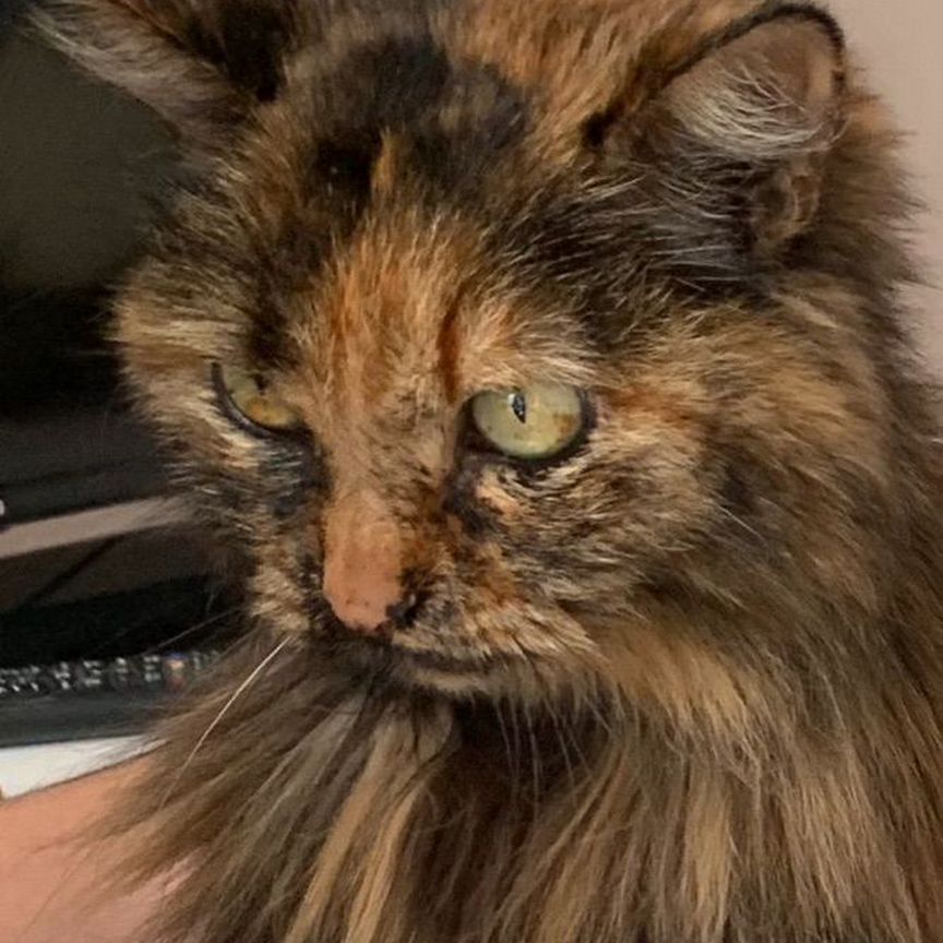 Кошка