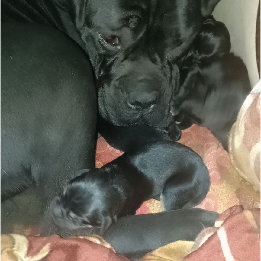 Кане-корсо, щенок