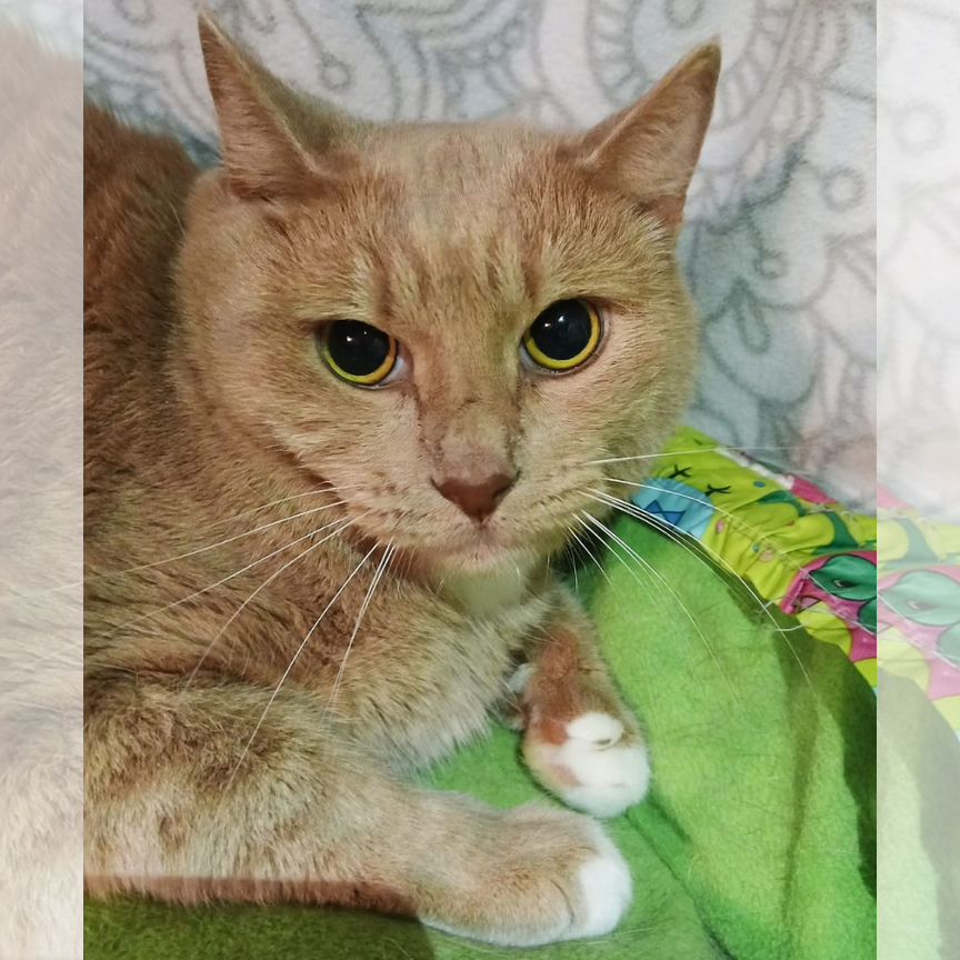 Взрослый кот в добрые руки