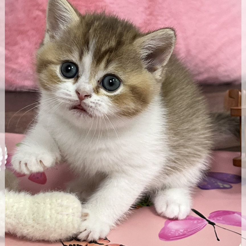 Британский короткошёрстный котёнок