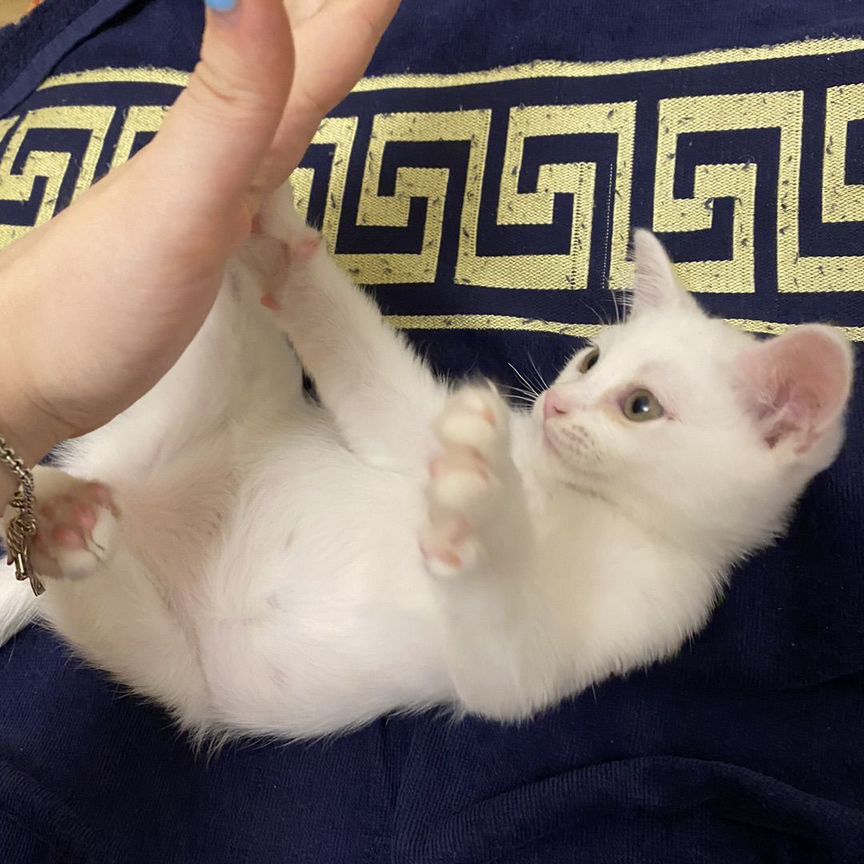 Котенок
