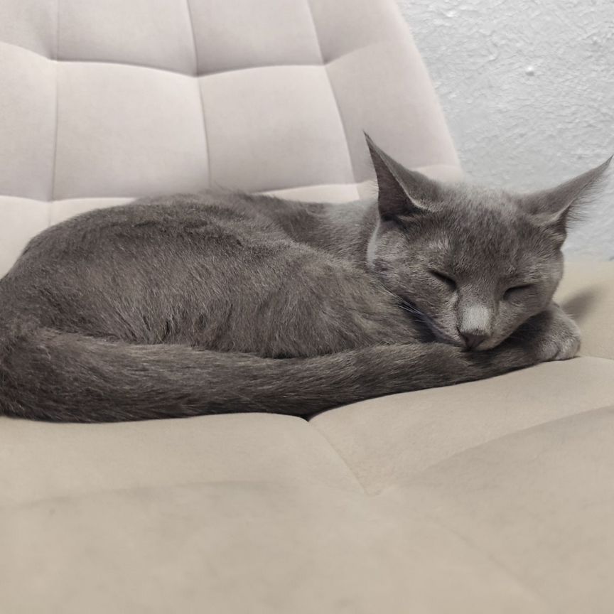 Русская голубая