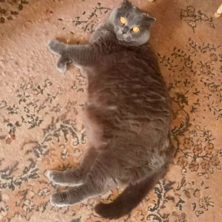 Британский кот