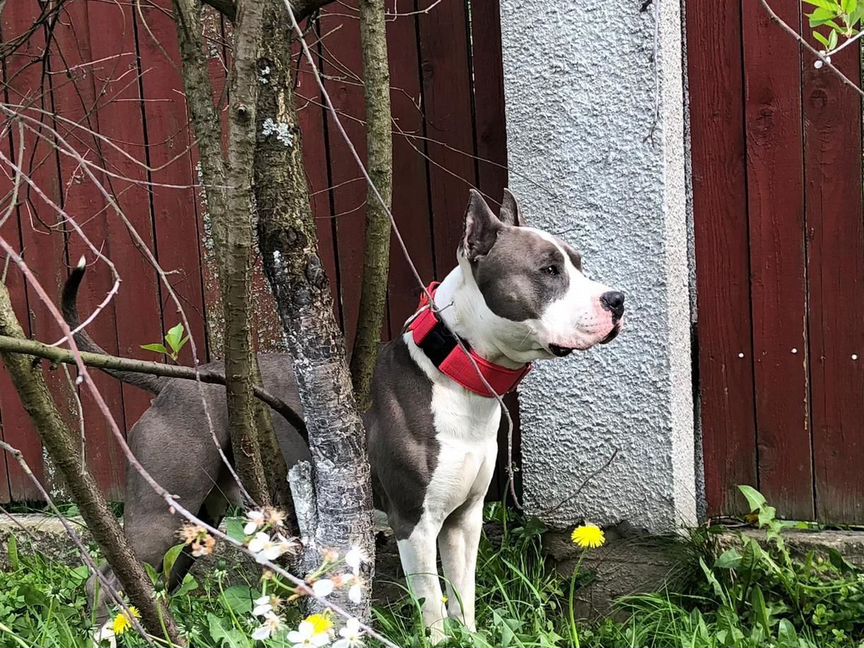 Стаффордширский терьер вязка