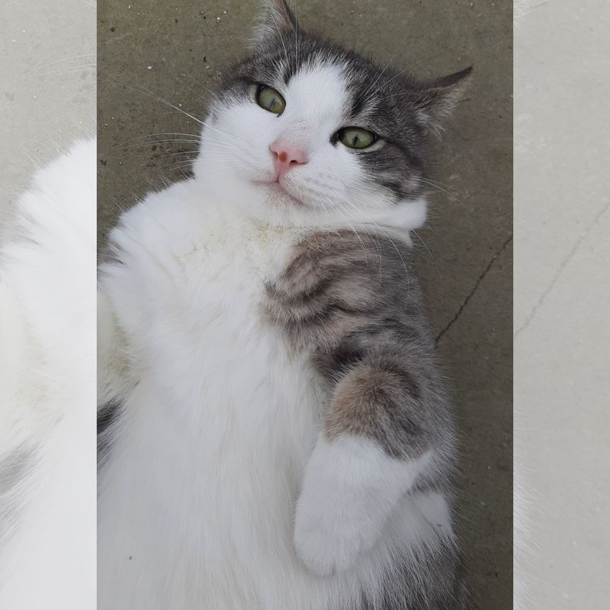Кот Василий, ласковый здоровяк в добрые руки