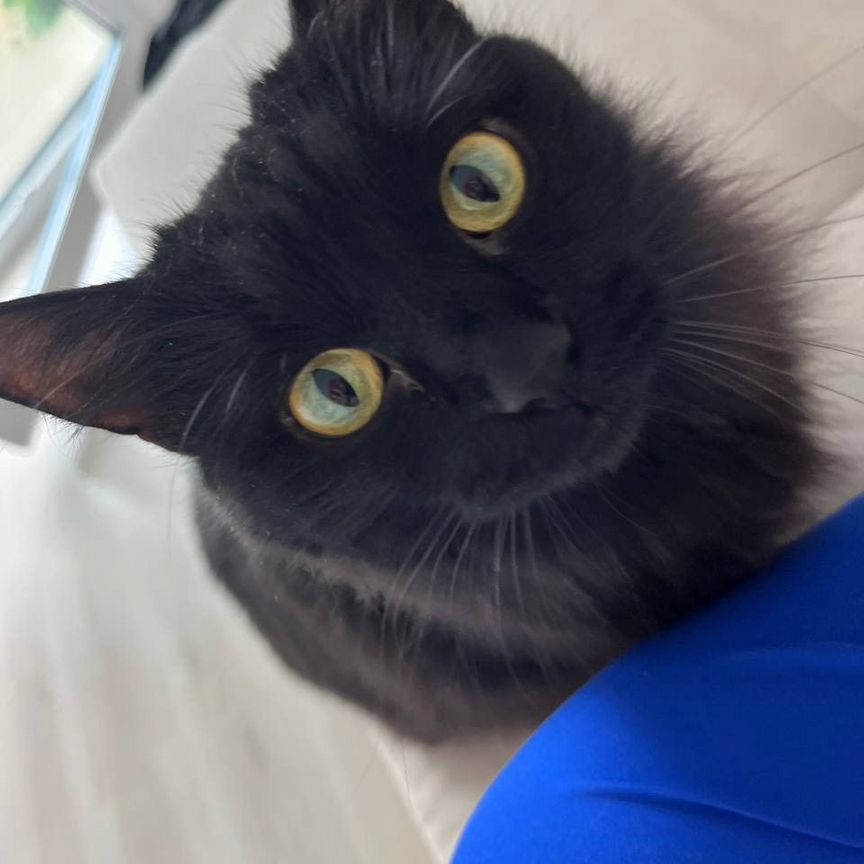 Черная кошка очень нежная, контактная