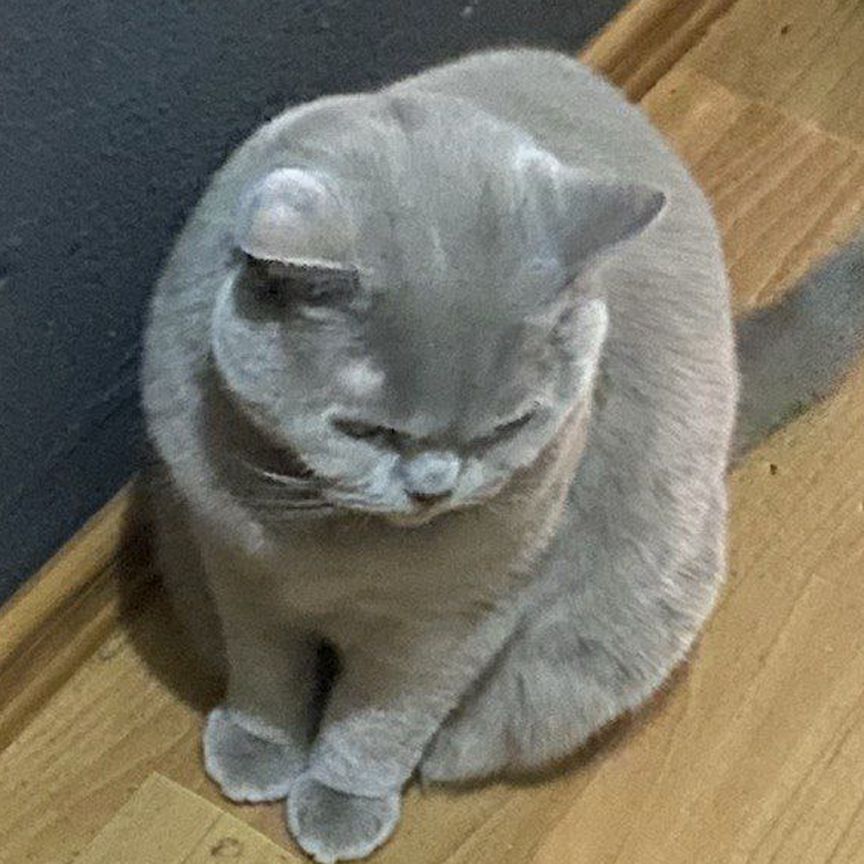 Британский длинношёрстный, взрослый кот