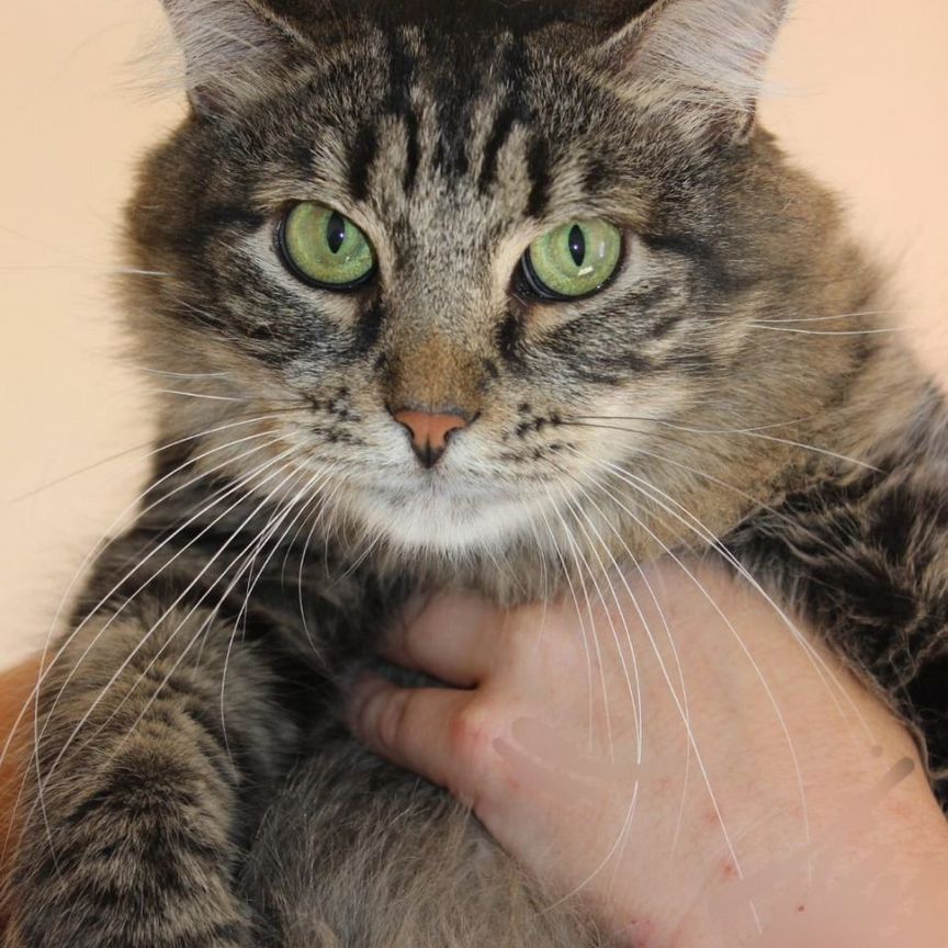 Кот в добрые руки