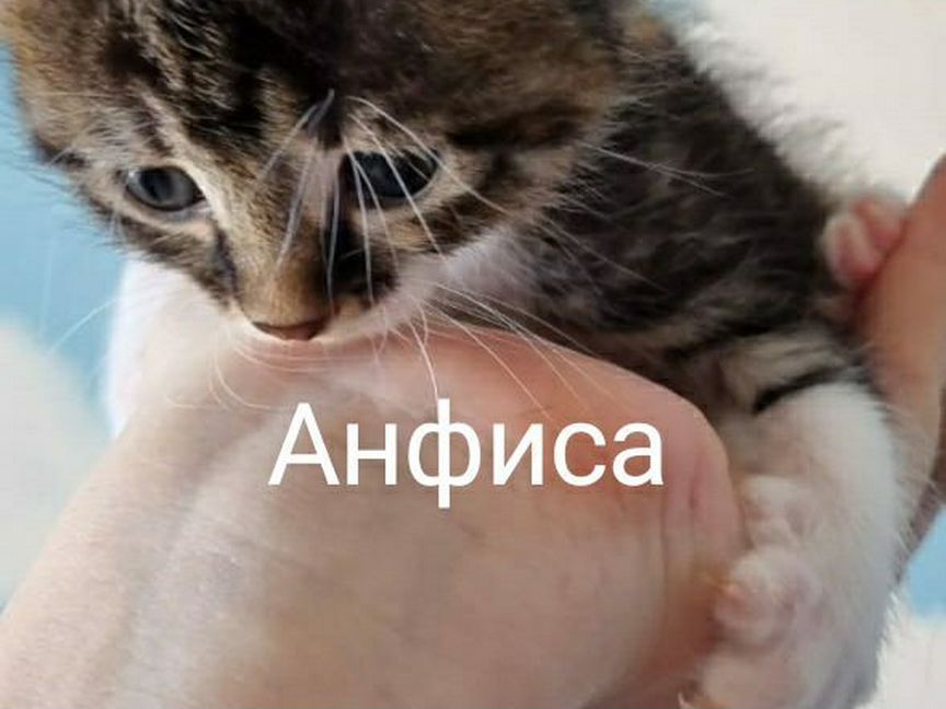 Котенок Анфиса насыщенная трехцветочка