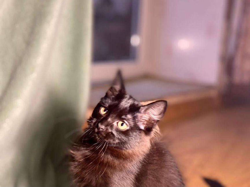 Котята шоколадки