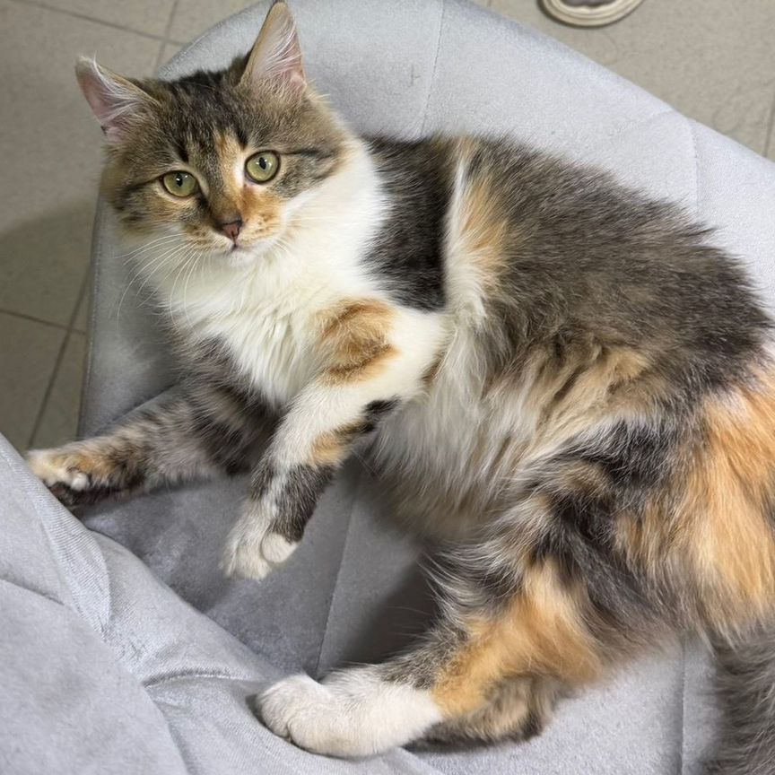 Котёнок в добрые руки