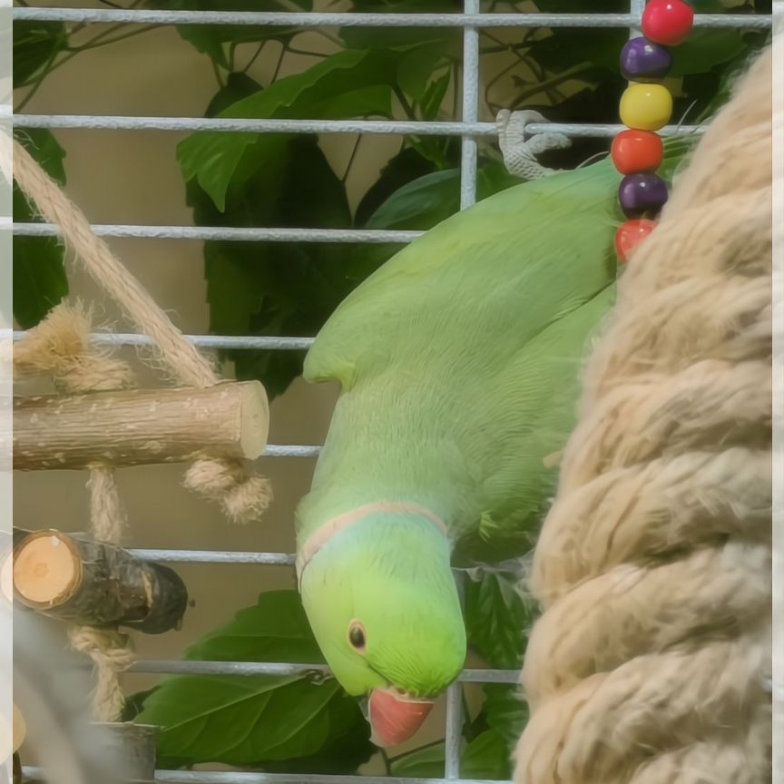 Ожереловый попугай самец