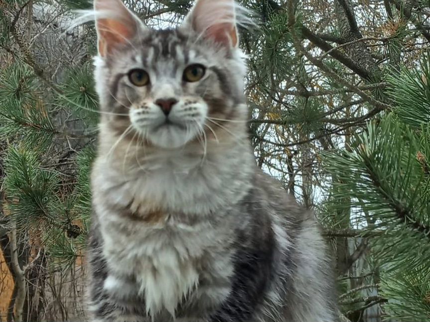 Котик полидакт ns25