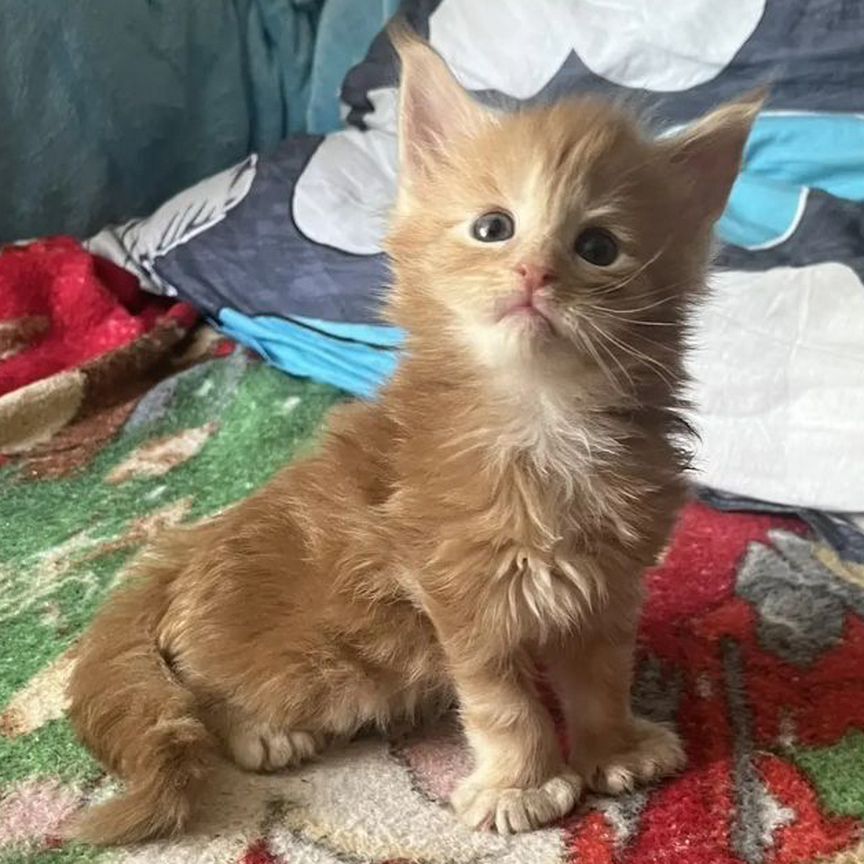 Мейн-кун котёнок