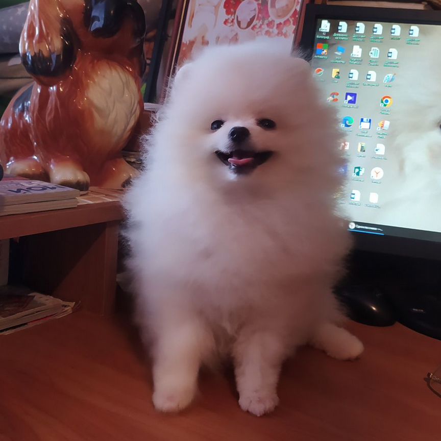 Щенки немецкого шпица