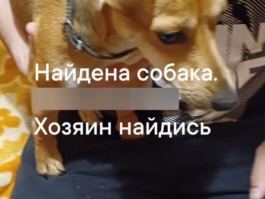 Найдена собака