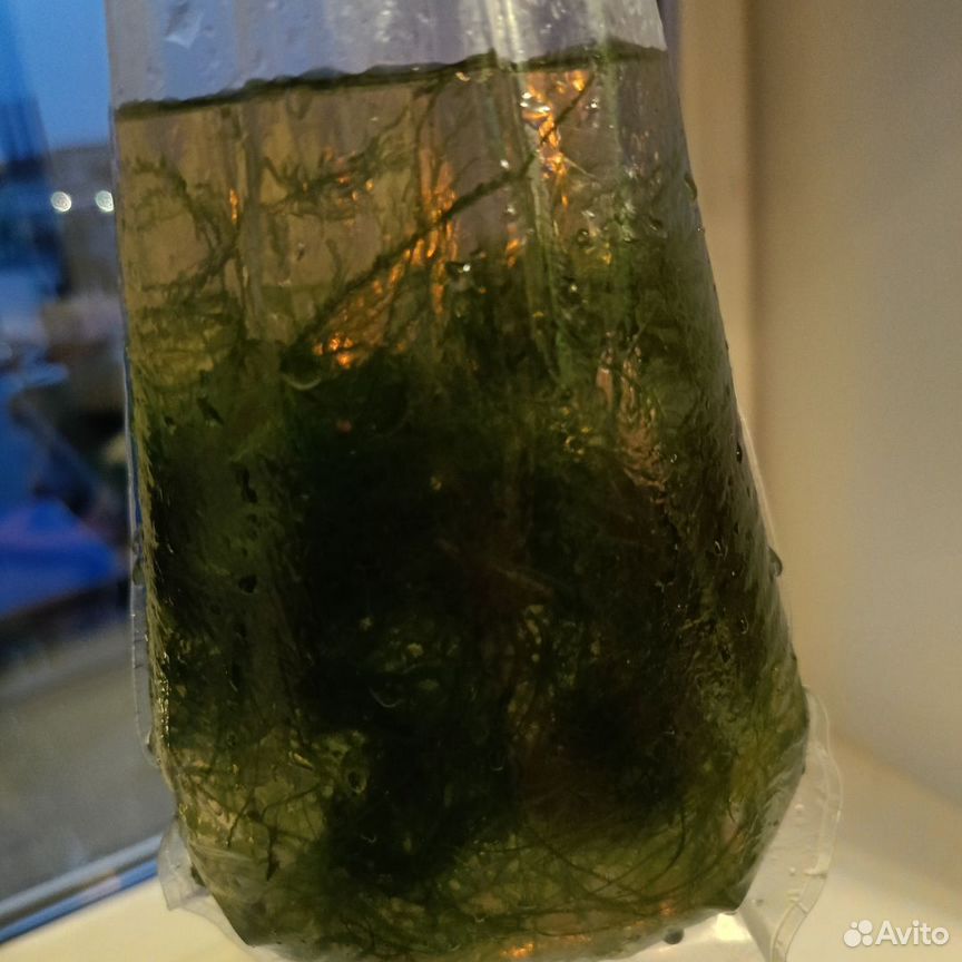 Мох для аквариума