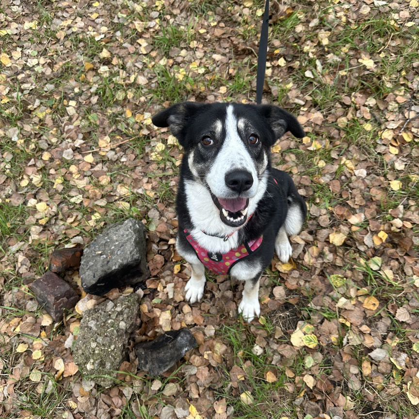 Весёлая, игривая собачка из приюта