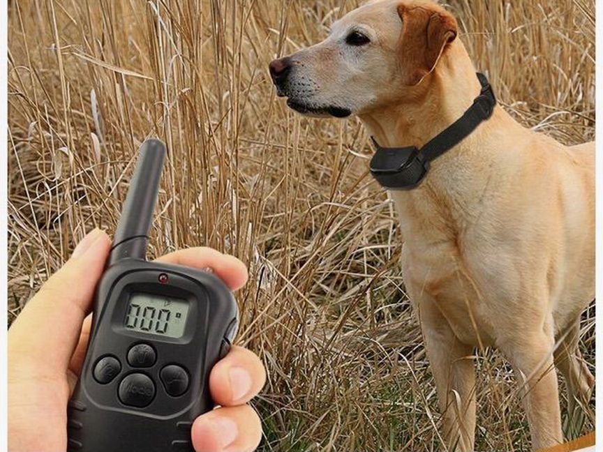 Электрический ошейник