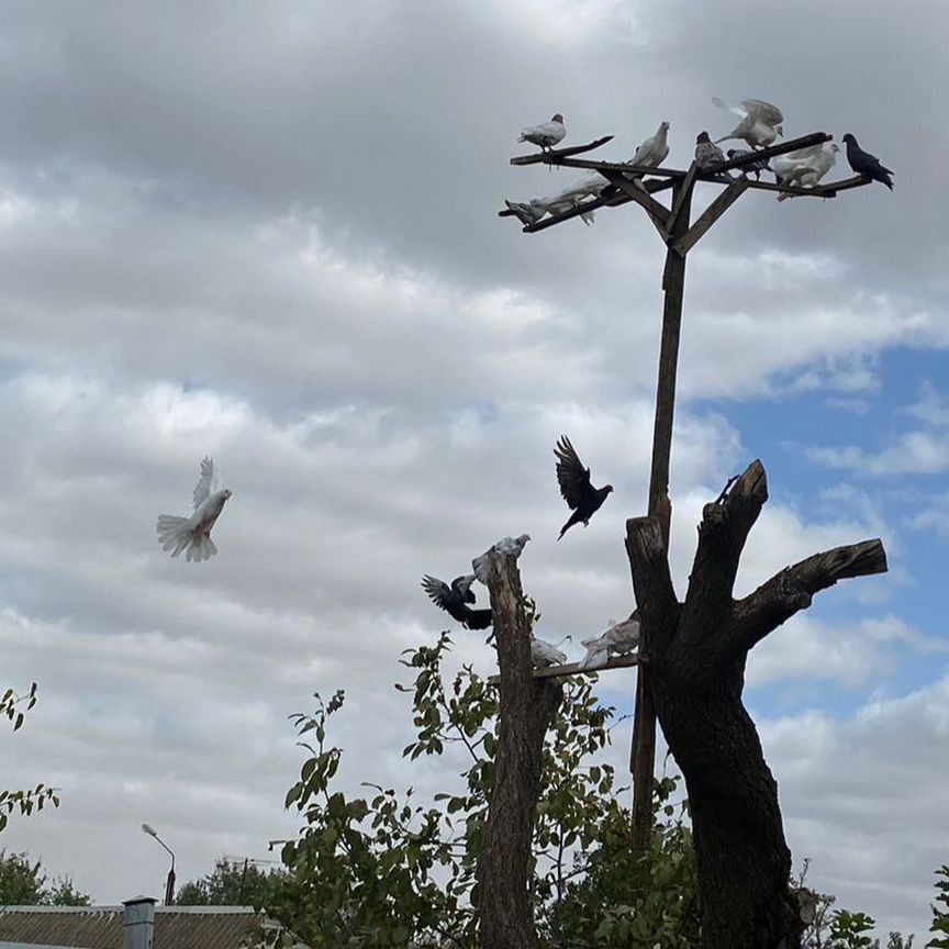 Голуби домашнии