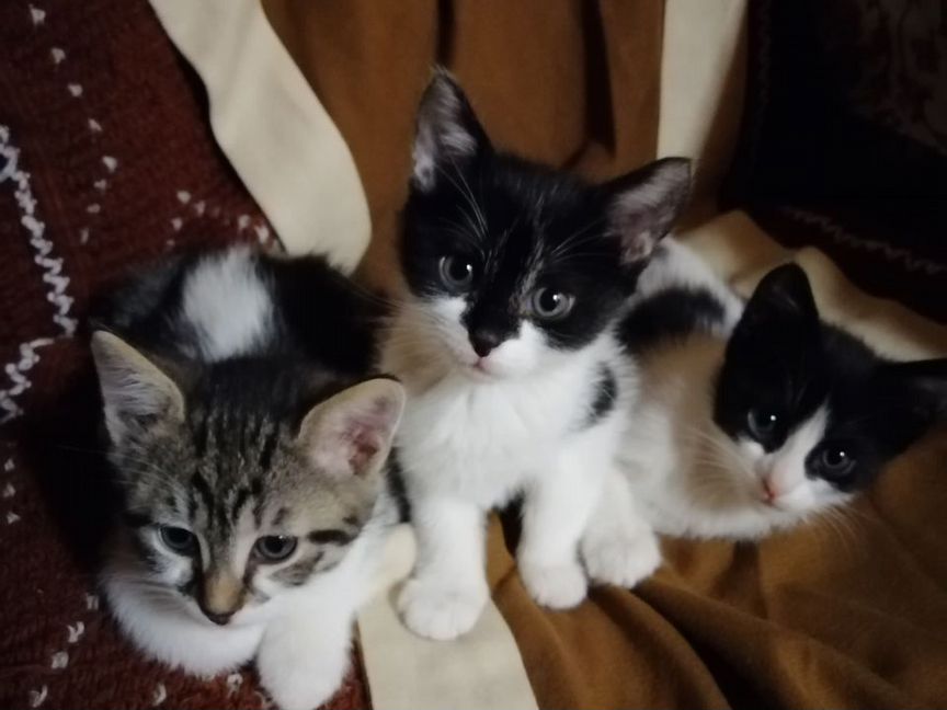 Кошки в добрые руки бесплатно