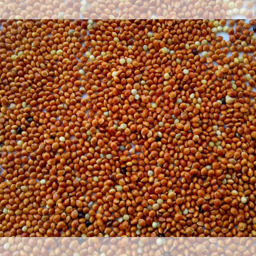 Просо зерно