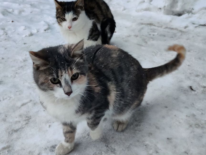 Кошарики складские