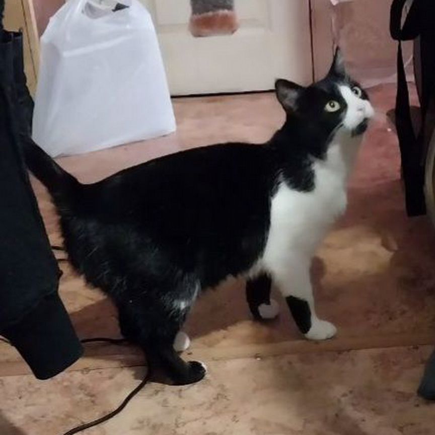 Отдаём кота